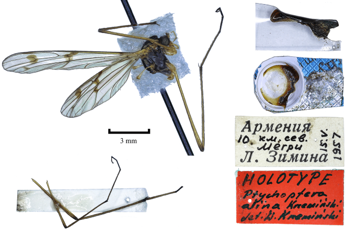 Type Specimens of the Phantom Crane Flies (Diptera, Ptychopteridae) in ...