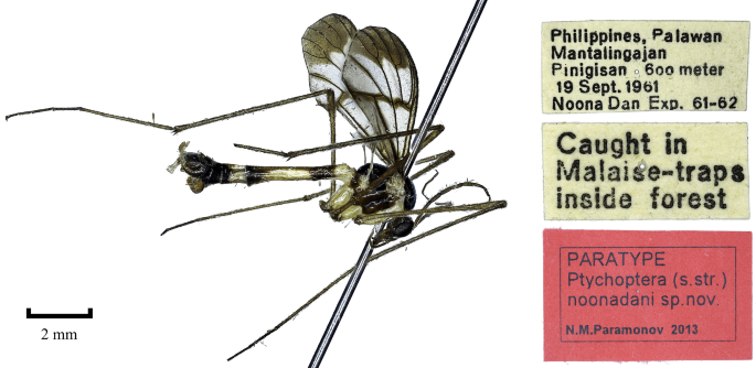 Type Specimens of the Phantom Crane Flies (Diptera, Ptychopteridae) in ...