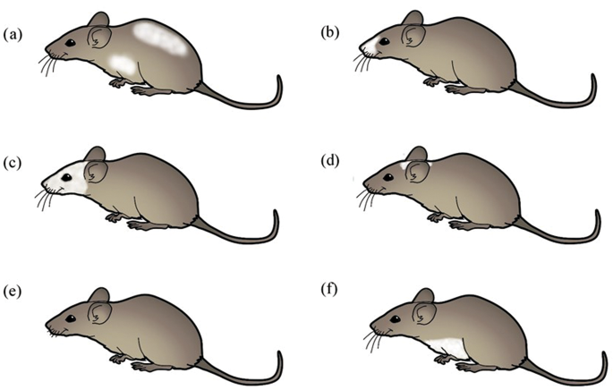Barbering in Laboratory Rodents: Problems and Prospects | Journal of ...