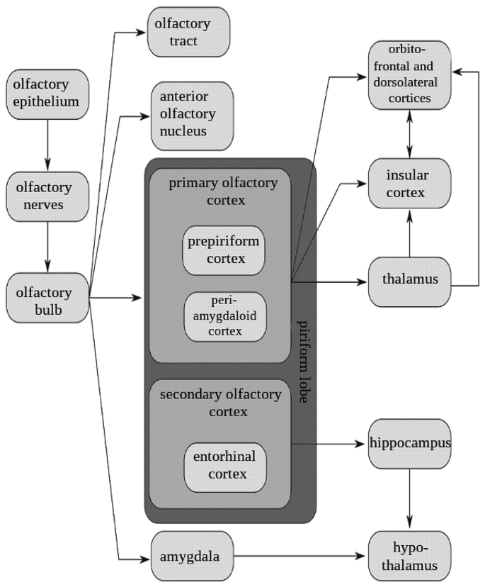 Olfactory Dysfunction in Obesity and Type 2 Diabetes | Journal of ...