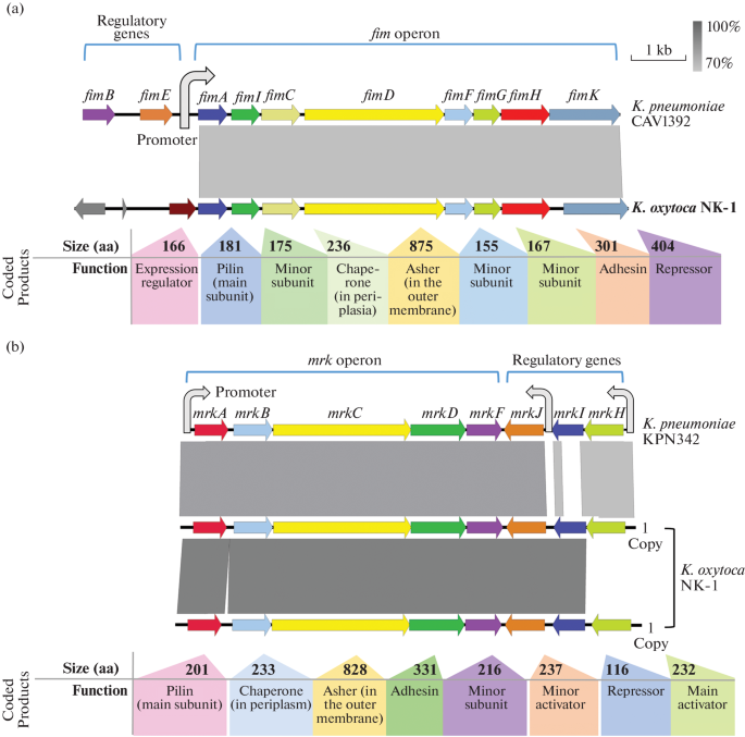 Inactivation of Type 3 Fimbriae Increases Adhesion of Klebsiella ...