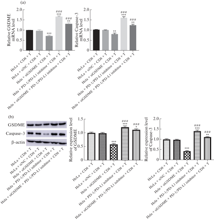 GSDME-Driven Regulation of Pyroptosis and PD1/PD-L1 Inhibitor ...