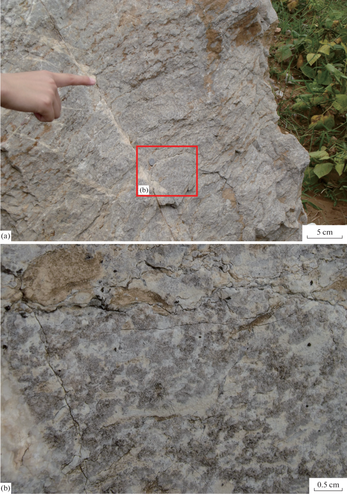 The Role of Cyanobacteria in the Formation of Dendrolites: An Example ...
