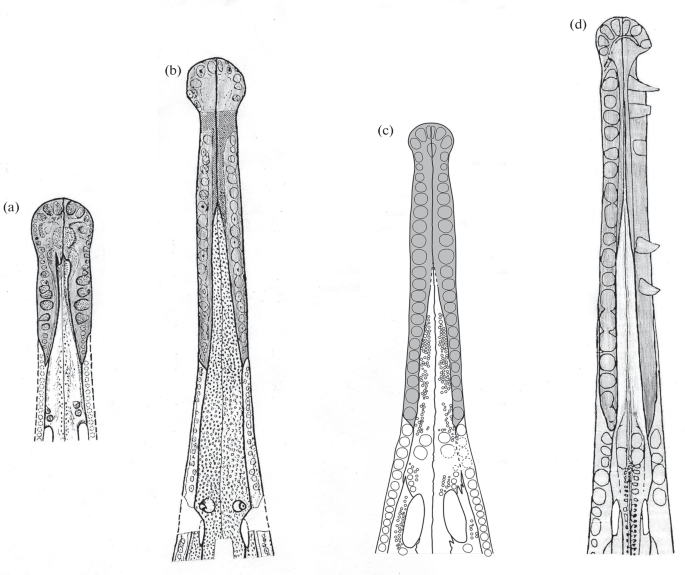 New Data on Lonchorhynchid Trematosauroids (Amphibia, Temnospondyli ...