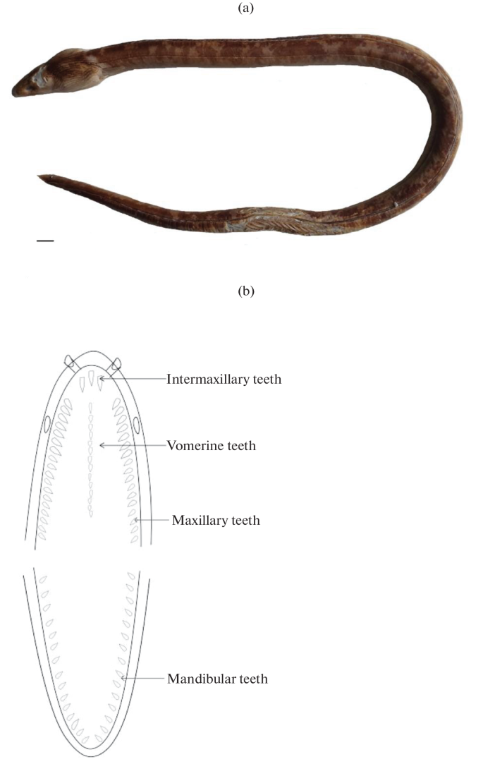 First Record of Three Snake Eels (Ophichthidae) from the Arabian Sea ...