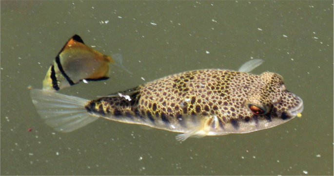Cleaning Activity of Monodactylus argenteus (Monodactylidae) at an ...