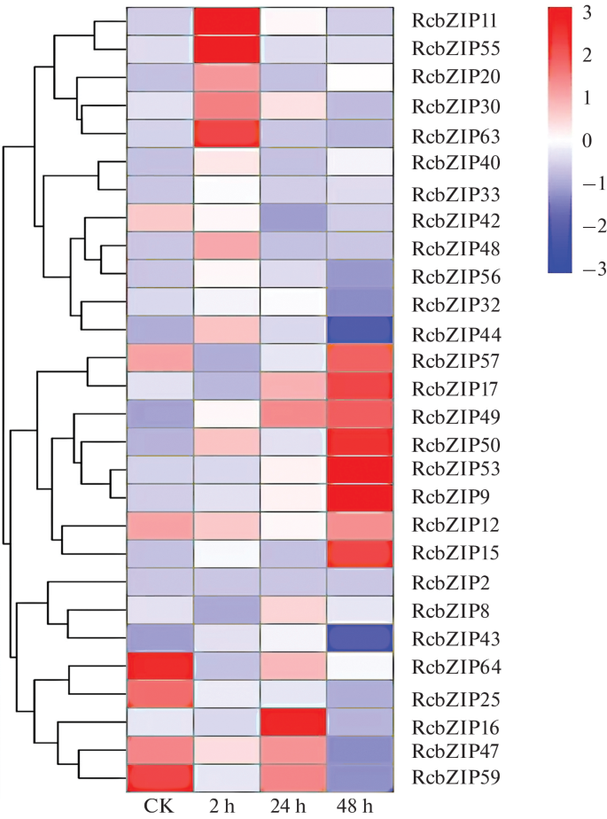 Identification and Expression Pattern Analysis of the bZIP Gene Family ...