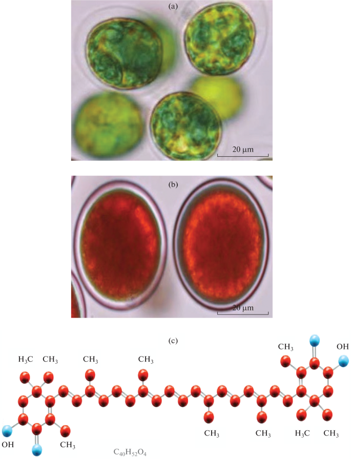 Metabolic Response of Haematococcus lacustris under the Influence of ...