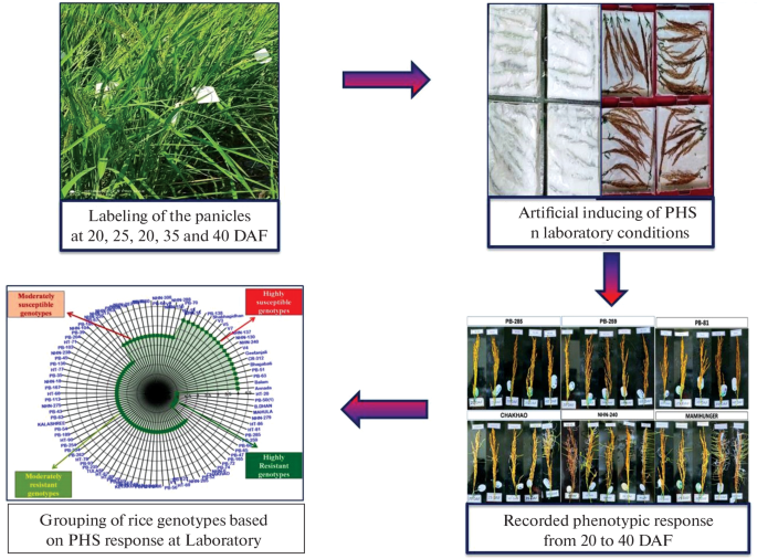 Enhancing the Assessment of Pre-Harvest Sprouting Phenotyping in Rice ...