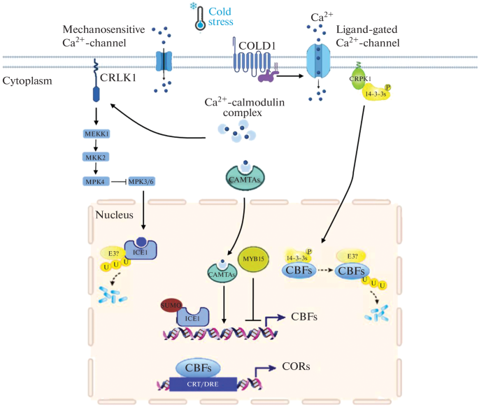 Molecular Mechanisms of Plant Responses to Cold Stress | Russian ...