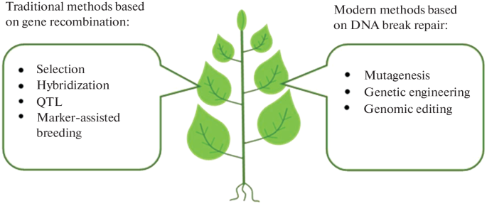 Modification of the Plant Genome by Genetic Engineering Methods ...