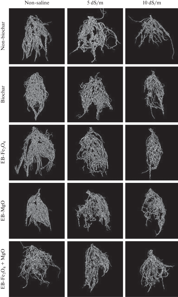 Improving Chamomile Plant Performance by Enriched Biochars under ...