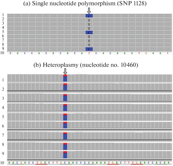 Test System for Amplification of the Complete Mitochondrial Genome of ...