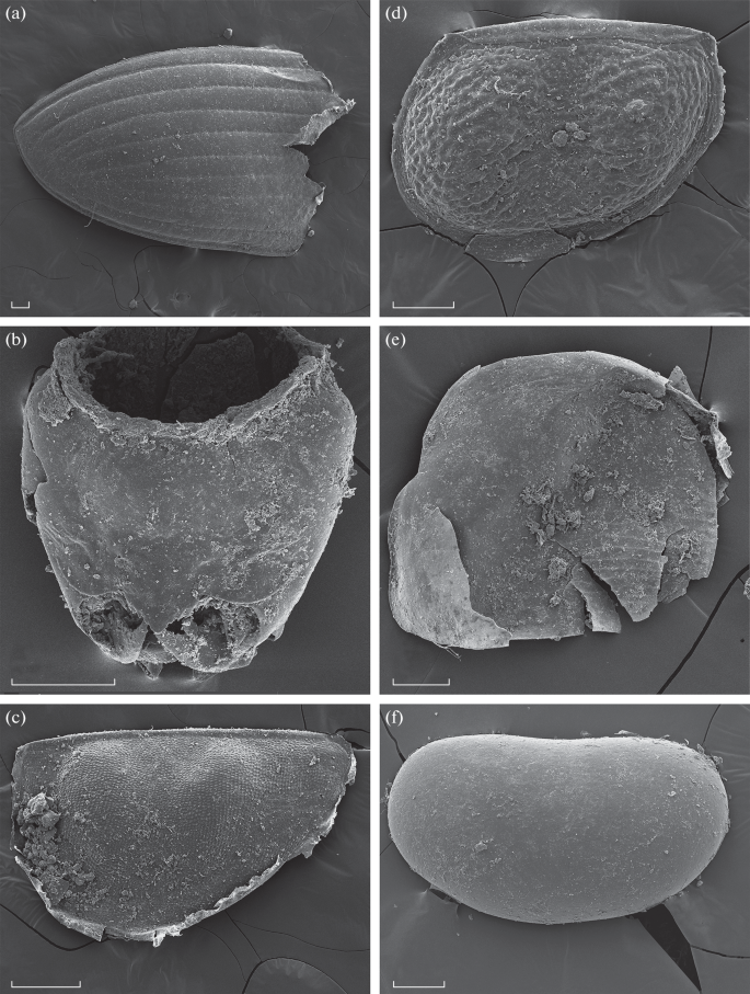 Frozen Mummy of a Subadult Woolly Rhinoceros Coelodonta antiquitatis ...