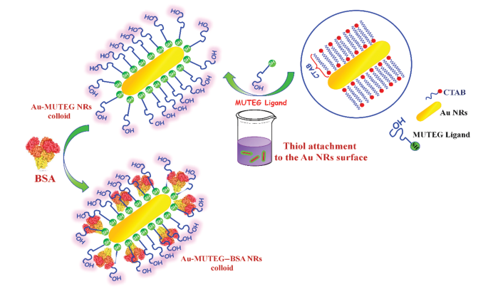 Functionalization of Gold Nanorods with Monohydroxy Thioalkylated PEG ...