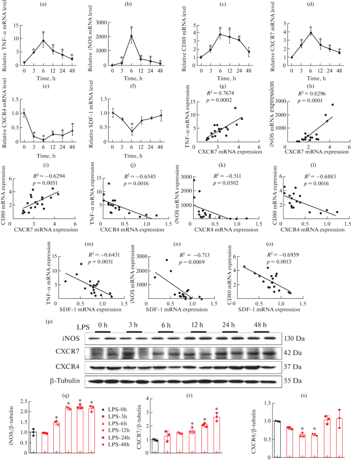 Evaluating the Role of SDF-1/CXCR7/CXCR4 Axis in LPS-Stimulated Bone ...