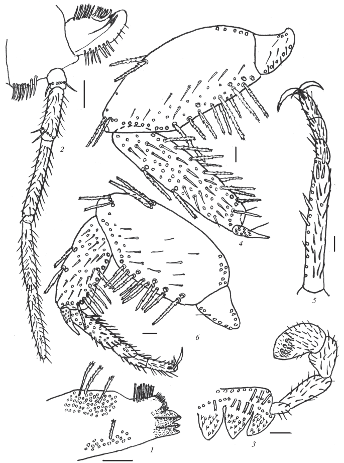 A New Species of Bristletail of the Genus Ctenolepisma (Zygentoma ...