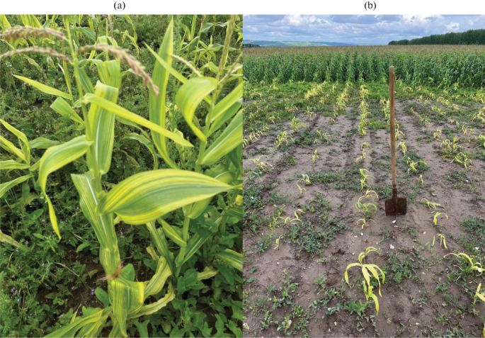 The Effect of Laboratory Testing Duration on Copper Phytotoxicity in ...