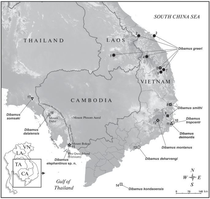 A New Species of Blind Skink of the Genus Dibamus Duméril et Bibron ...