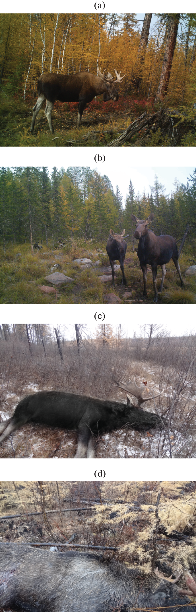 Morphological Features of the East Siberian Moose (Alces americanus ...