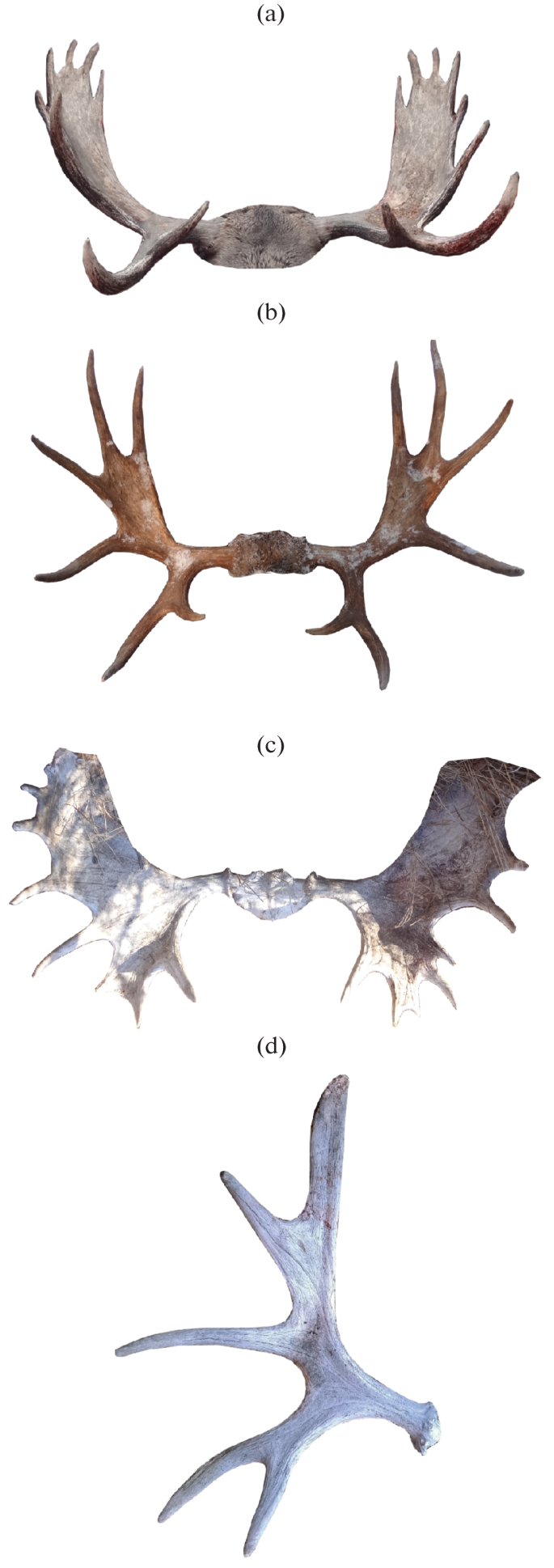 Morphological Features of the East Siberian Moose (Alces americanus ...