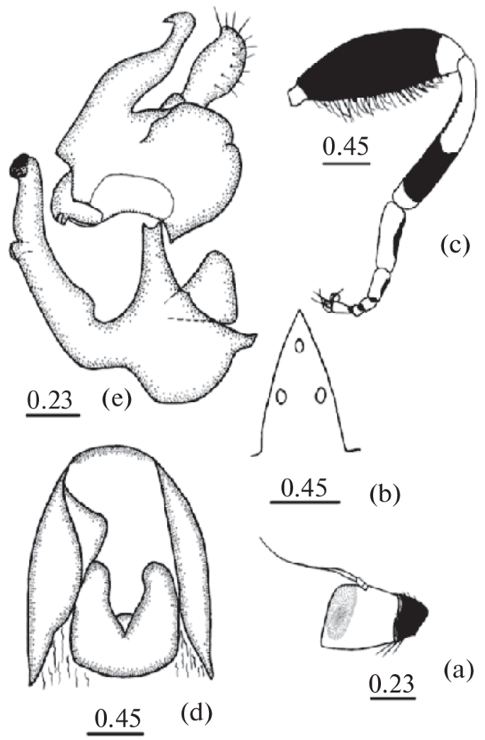A New Species of the Hoverfly Genus Eumerus Meigen 1822 (Diptera ...