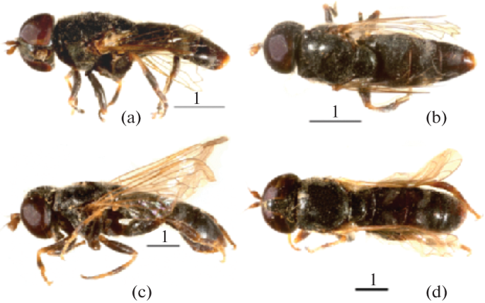 A New Species of the Hoverfly Genus Eumerus Meigen 1822 (Diptera ...