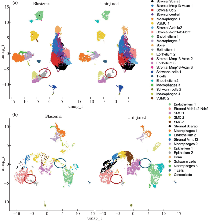 Characterization of the Stromal Cells in Blastema during Digit Tip ...