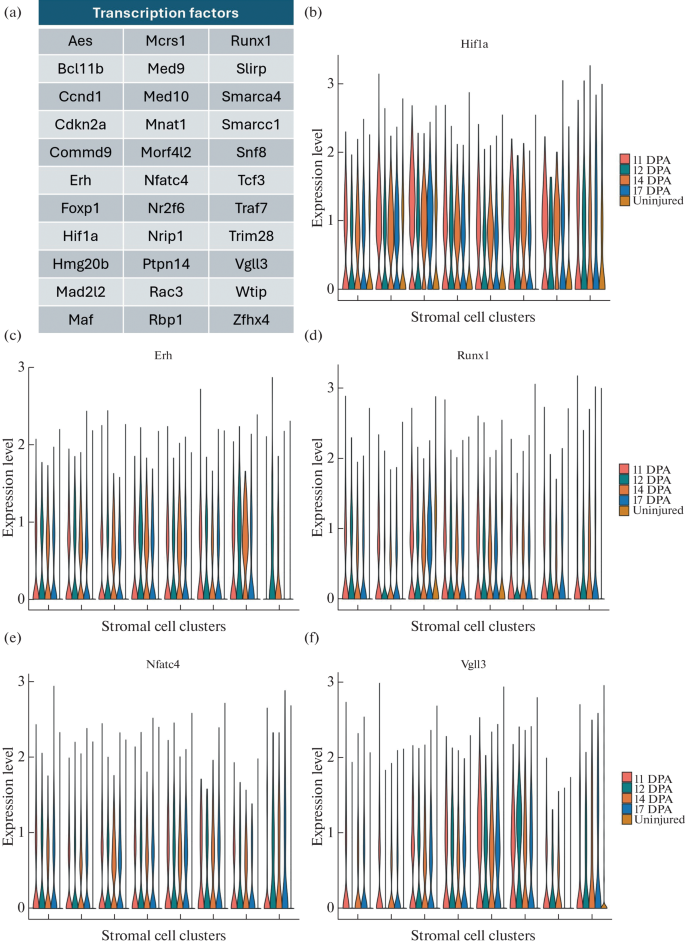 Characterization of the Stromal Cells in Blastema during Digit Tip ...