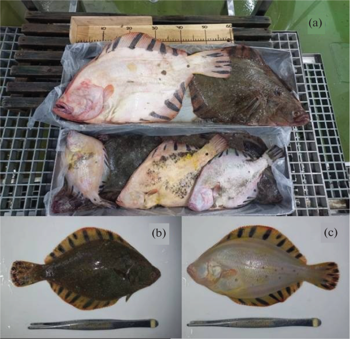 New Data on the Biology of Verasper moseri Jordan & Gilbert, 1898 ...