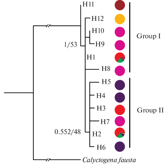 The Genetic Diversity of the Chemosymbiotic Bivalve Calyptogena ...