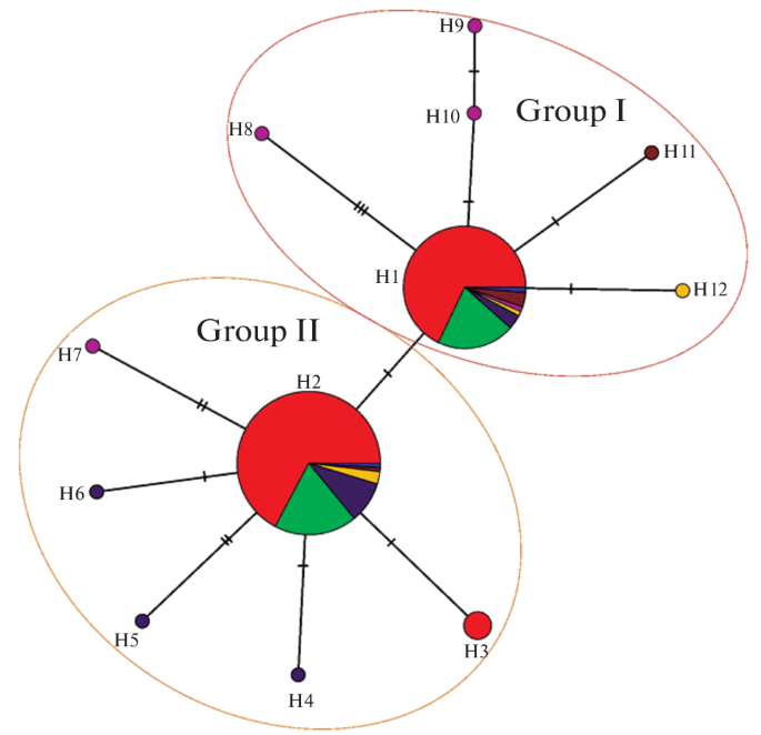The Genetic Diversity of the Chemosymbiotic Bivalve Calyptogena ...