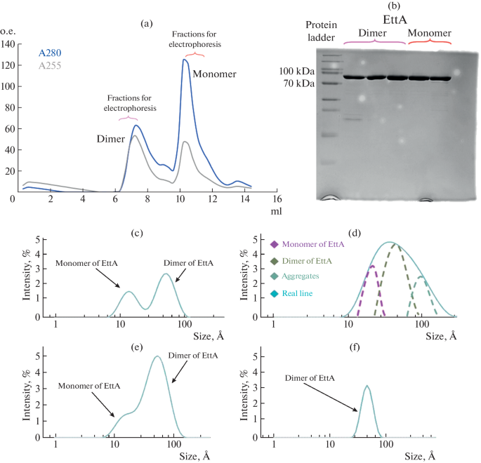 Structural Studies of the ATP-Binding Protein EttA from the Pathogenic ...