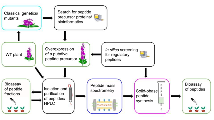 Discovery and Identification of Plant Regulatory Peptides | Russian ...