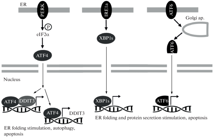 Induction of the PERK-eIF2α-ATF4 Pathway in M1 Macrophages under ...
