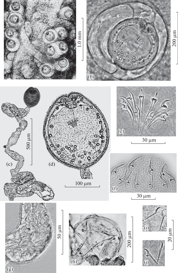 Semibalanus balanoides (L.) and Balanus crenatus Bruguière (Balanidae ...