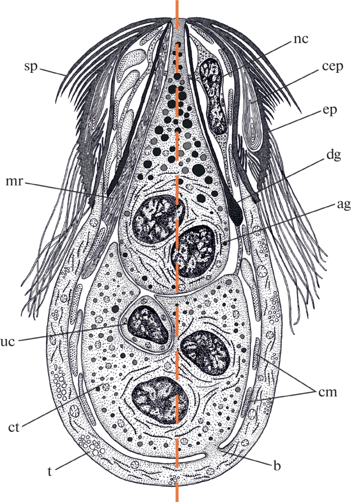 Reconstruction of Derogenes varicus Miracidium (Digenea: Derogenidae ...