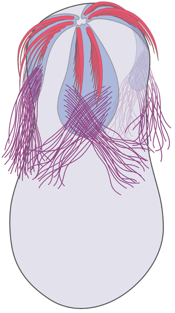 Reconstruction of Derogenes varicus Miracidium (Digenea: Derogenidae ...