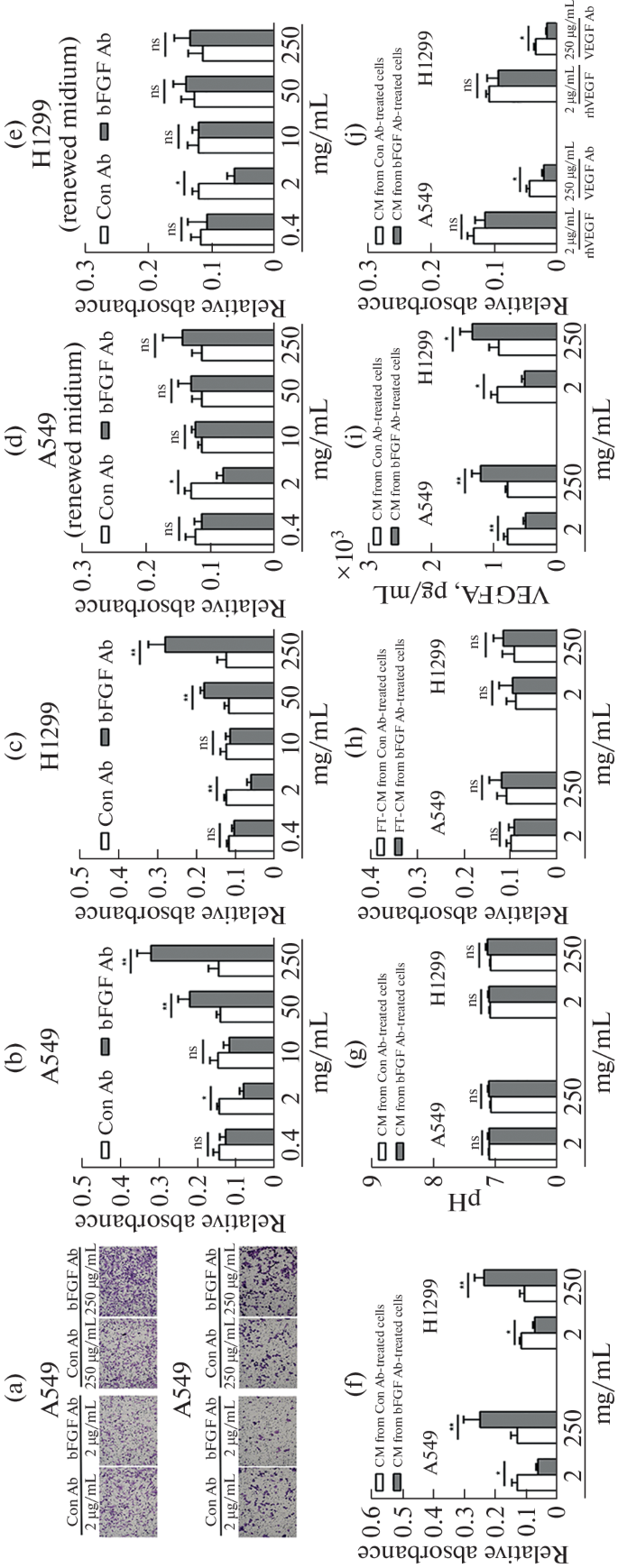 Biphasic Effects of bFGF Blockade on Lung Cancer Cell Invasion | Doklady Biochemistry and Biophysics
