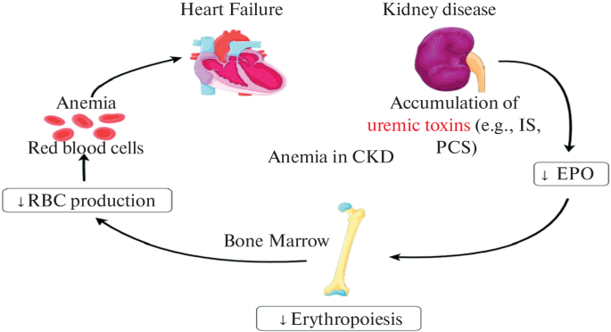 Anemia of Chronic Renal Failure and ESRD with Hepatitis C Patients ...