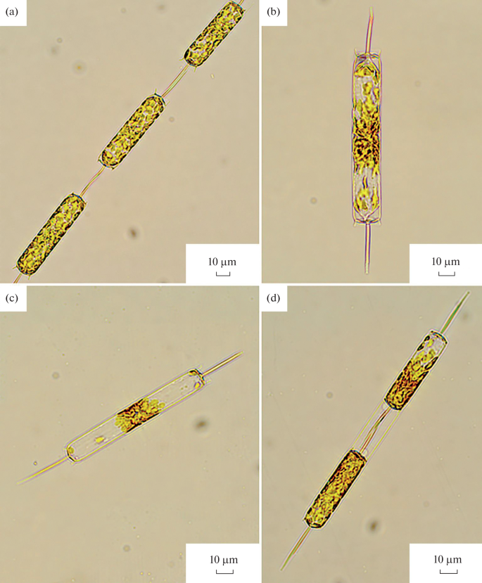 Acclimation Strategies for the Black Sea Diatom Algae Ditylum ...