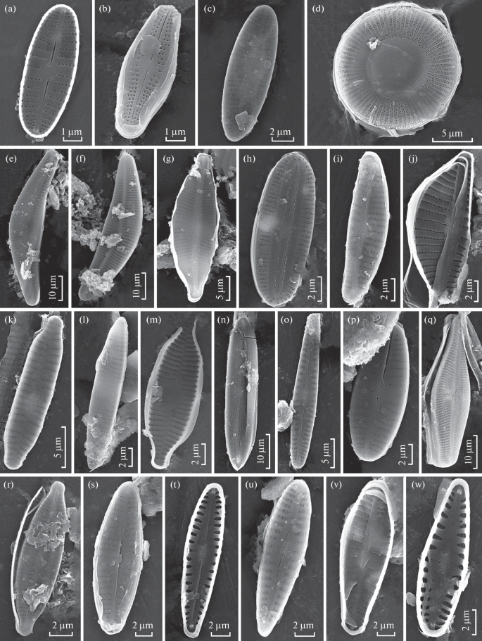 Diatoms of the Streams of the “Krasnoyarsk Pillars” National Park ...