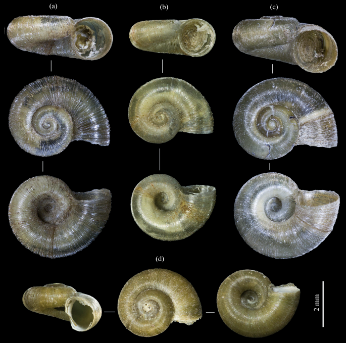 Freshwater Mollusks of the Family Valvatidae (Gastropoda ...