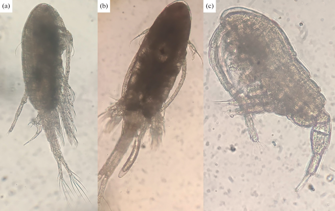Previously Extinct Population of the Brackish-Water Crustacean ...