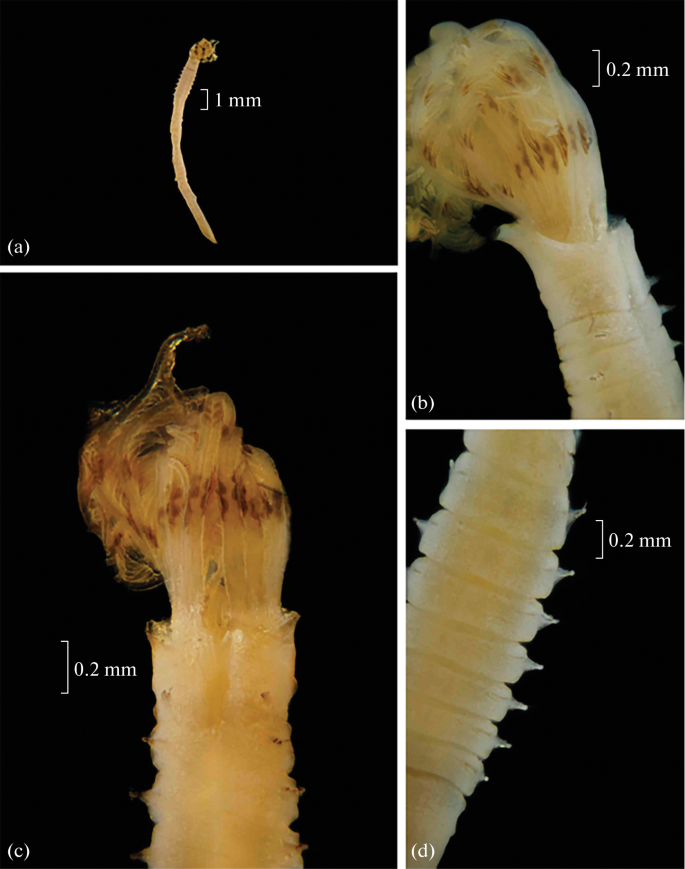 Expansion of the Polychaete Laonome xeprovala Bick & Bastrop, in Bick ...