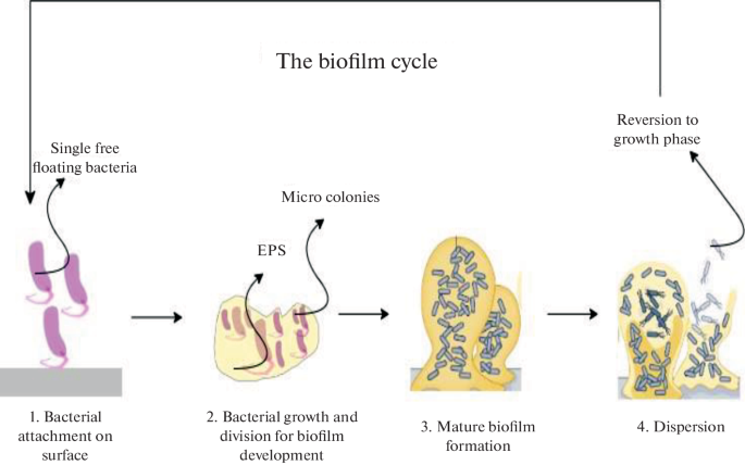 A Comprehensive Review on Impact of Microbial Biofilms on Dental Plaque ...