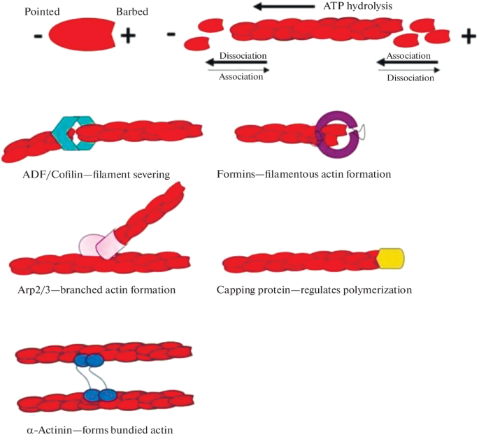 Actin Polymerization: Mechanistic Insights into Cellular Adaptation ...