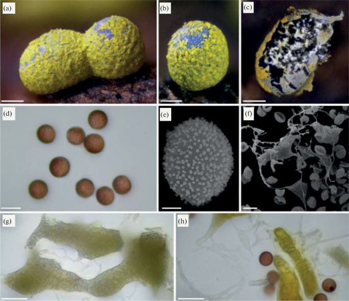 Influence of Illumination Conditions on the Color and Structure of the ...