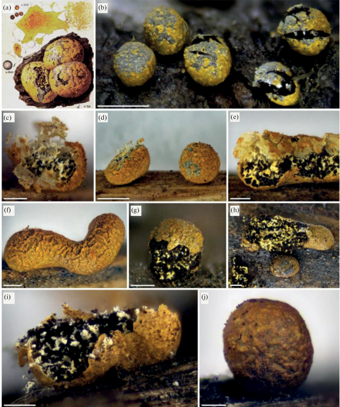 Influence of Illumination Conditions on the Color and Structure of the ...