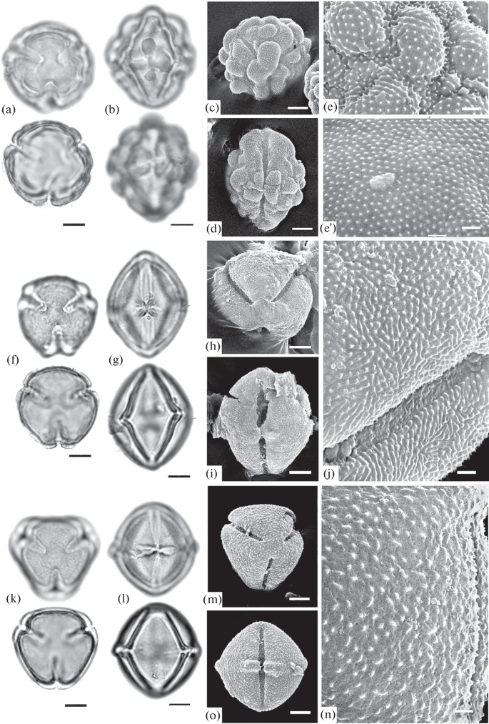 The Structure of Individual Variability of Pollen Morphological ...